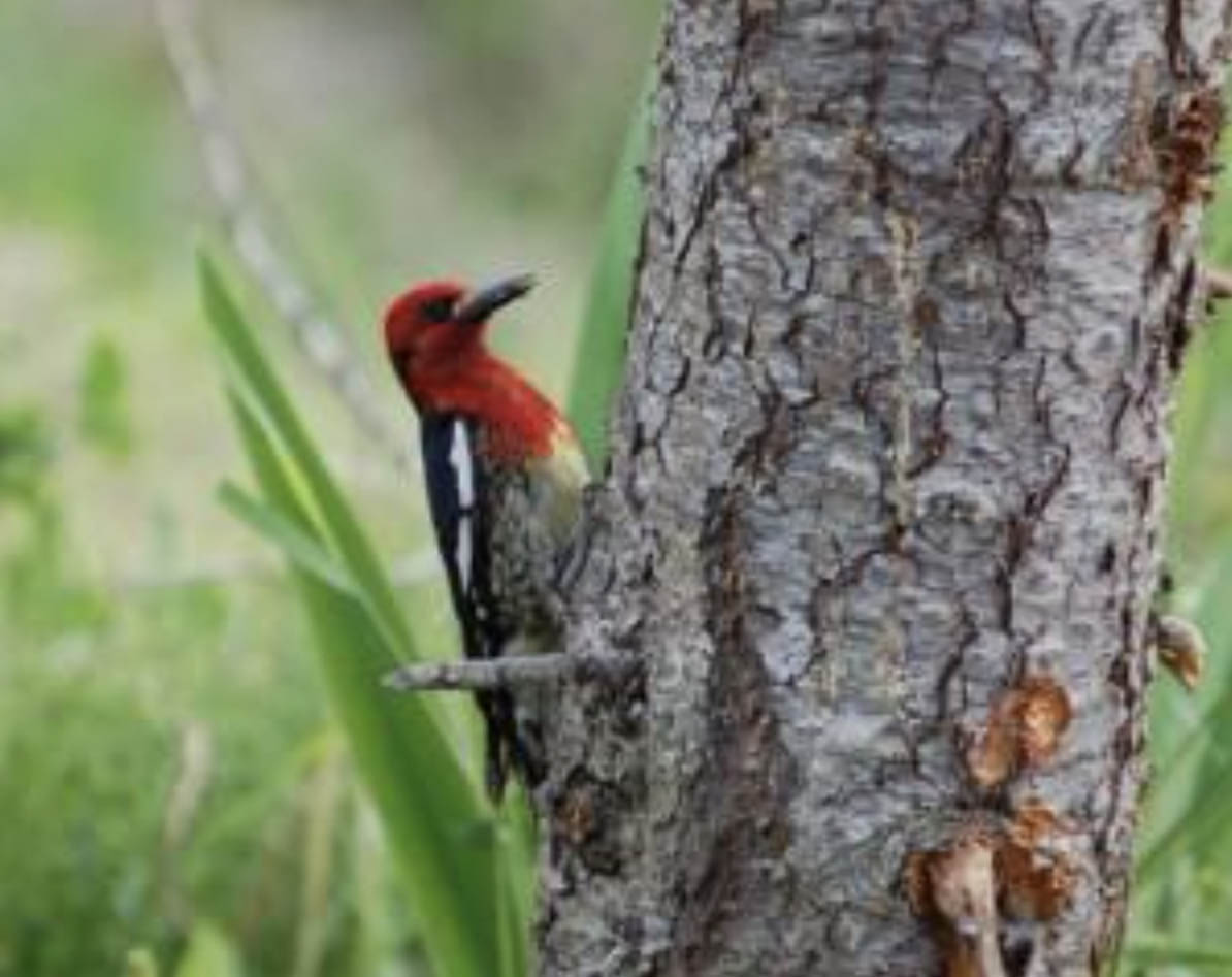 Points of Interest - Likely BC